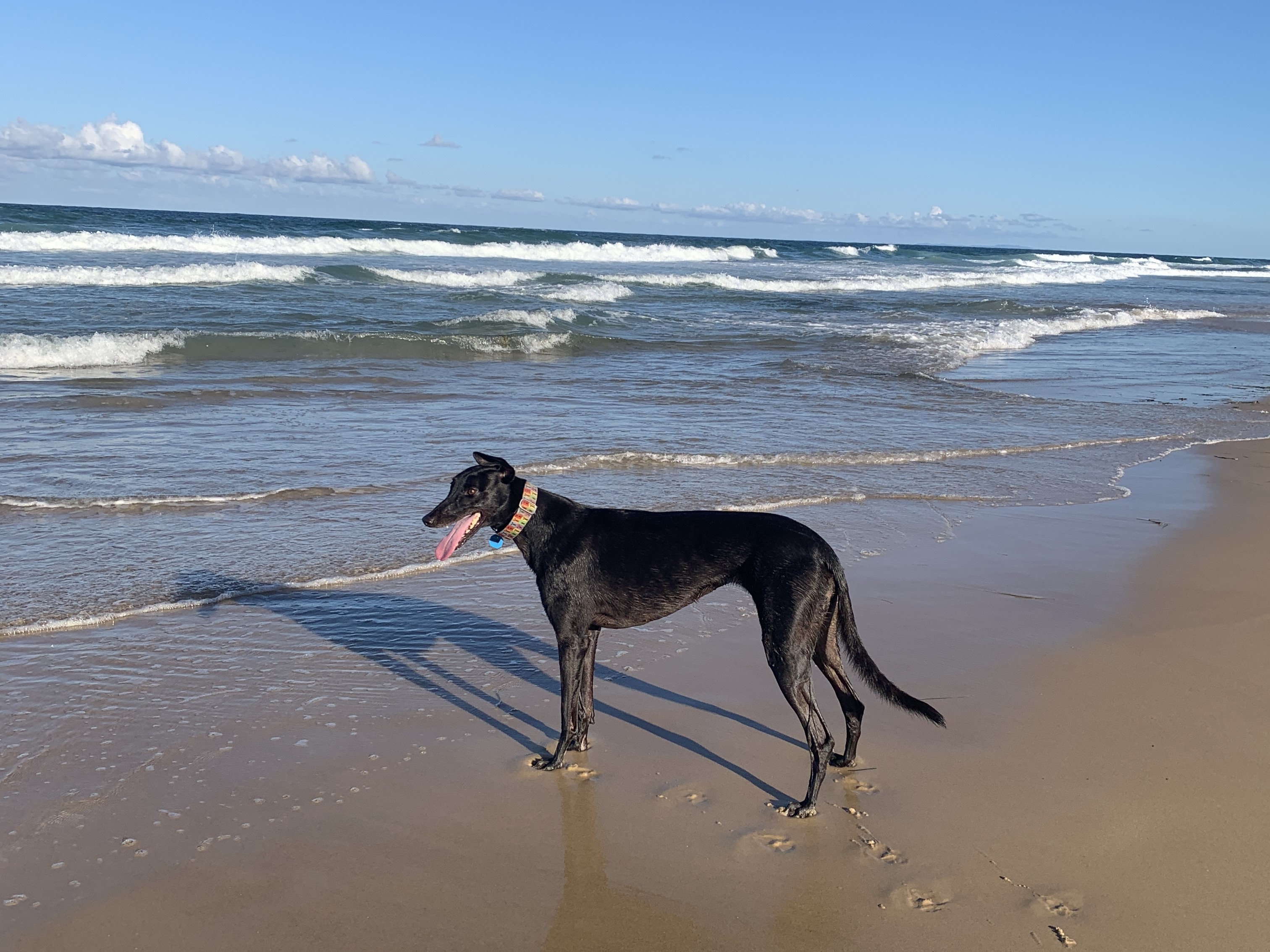 New dog laws set to start soon - 91.1 Hot FM
